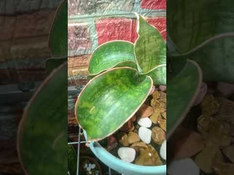 Sansevieria bhitalae ES 21833 aka βDragon Wingβ #sansevieria