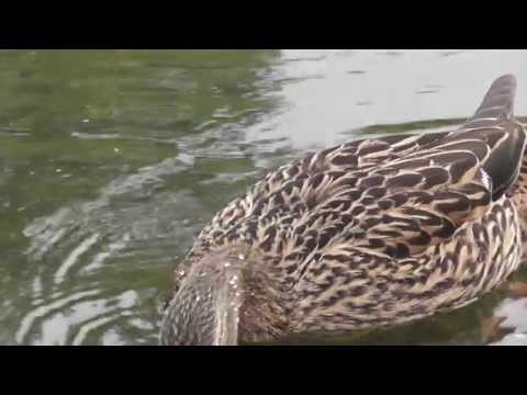 Wood duck call