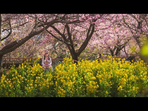 12 SHOCKING FACTS NOBODY tells you about Cherry Blossoms in Japan