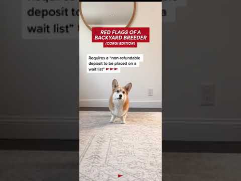 If you’re going to buy a corgi puppy, know the red flags of backyard breeders and puppy mills! 🚩