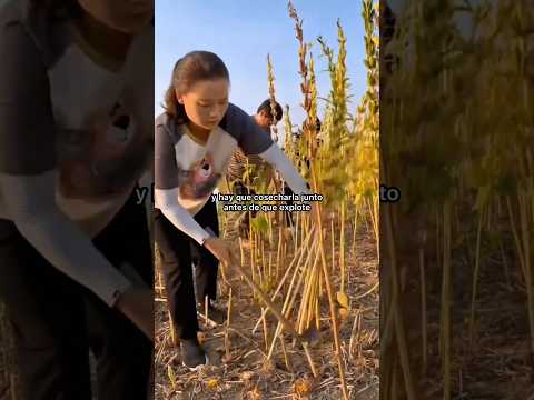 ¿Sabías que la frase “Ábrete Sésamo” está inspirada en un suceso real que le ocurre a la planta?
