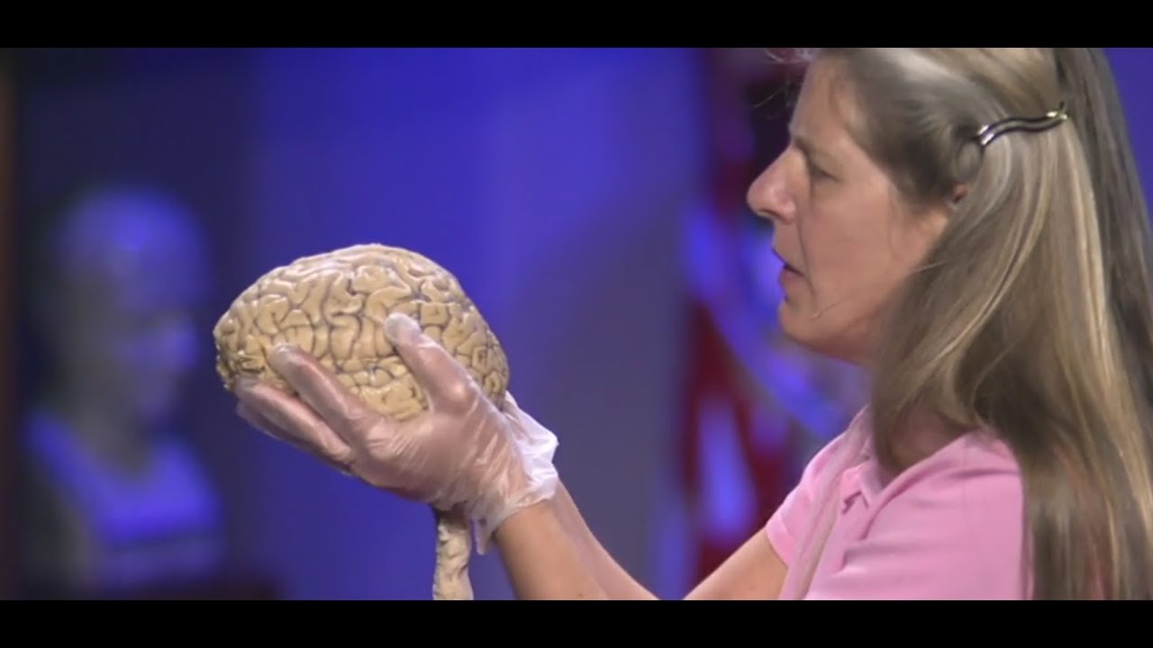 Diferencias entre los hemisferios cerebrales. JILL BOLTE TAYLOR
