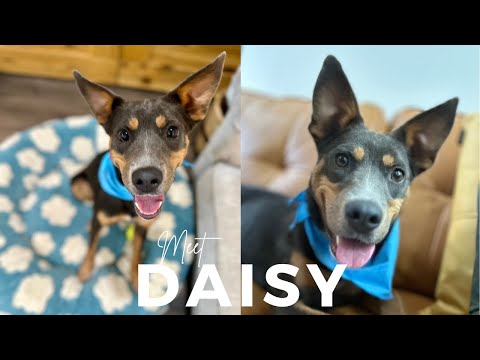 Dog for adoption - Daisy Hand holding toy lover, a Miniature Pinscher ...