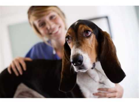 Choosing a College Major For Vet School
