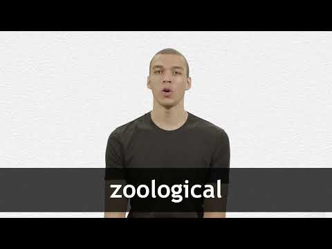 ZOOLOGICAL definition and meaning | Collins English Dictionary