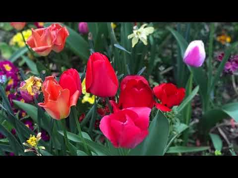 Words of Rumi (How Did Rose Open?)