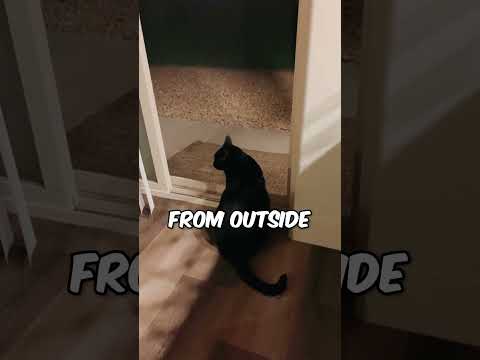 This cat can speak many different words ๐ฎ