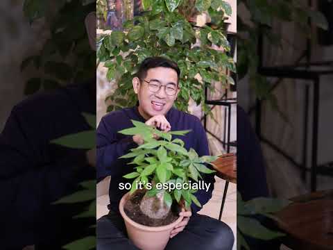 How to water a money tree?