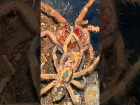BREEDING CRAZY TARANTULAS π€ͺ