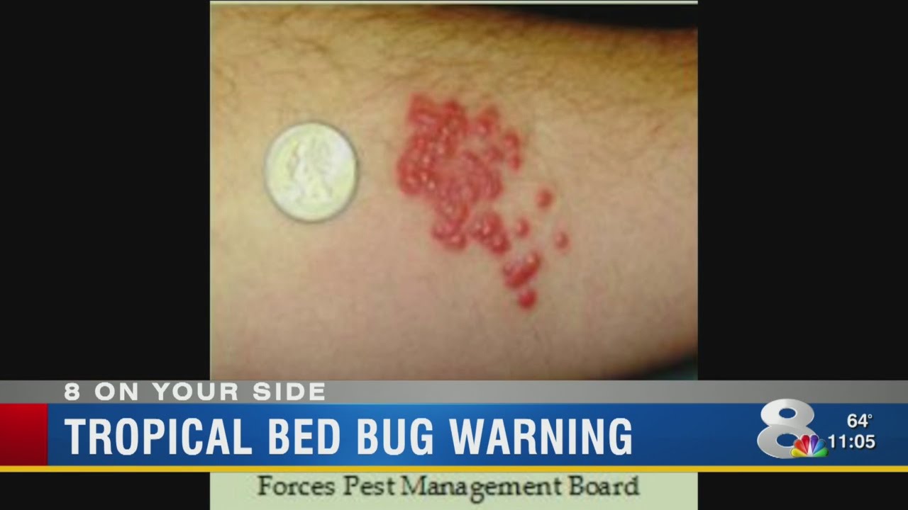 Tropical bed bugs emerge after 60 years