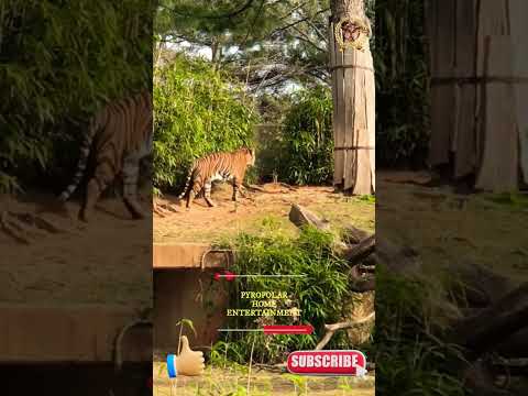 Panthera Tigris
