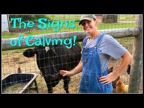The Signs of CALVING~