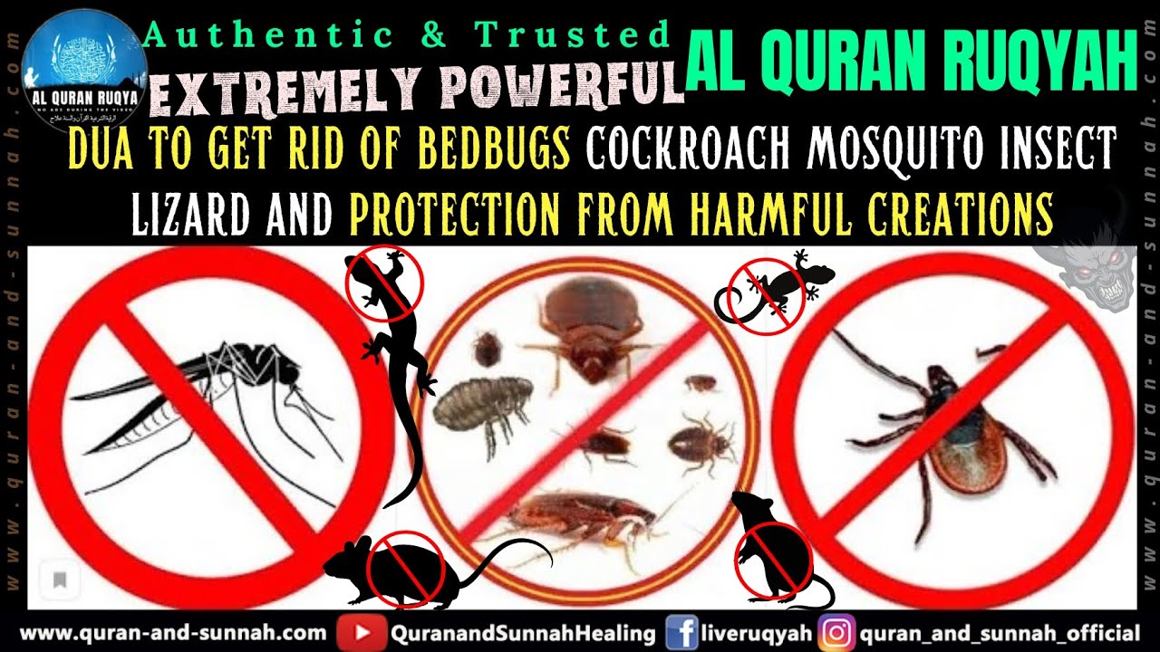 Ruqyah Dua Get Rid Of Bedbugs Cockroach Mosquito Insect Lizard and Protection From Harmful Creations