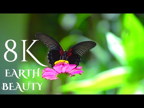 High Quality earth beauty VIDEO ULTRA HD 4K / 8K TV / 12K TV - Apple XDR TV , Samsung TV , LG TV ,