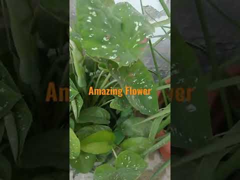 Arum lily flower