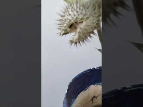 Datura рдХреЗ рдлрд╛рдпрджреЗ #gardening #gardeningtips #shorts #datura#medicinalplant
