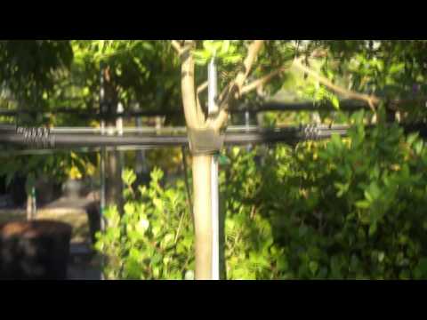 Simpson Stopper Tree Form Standard for sale In Homestead, Florida South Florida area