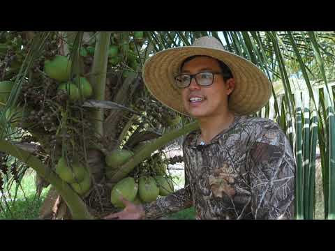 Coco enano- Colima | Secretaría de Agricultura y Desarrollo Rural ...