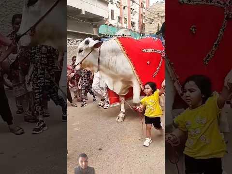 Big Bull.. big Guru cow videos for tiktok 🐂so beautiful ❤️#trading #shorts #vairalvideo