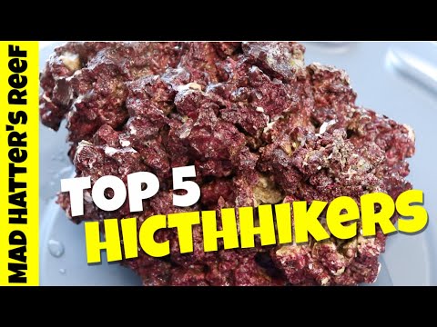 Top 5 Common Live Rock Hitchhikers