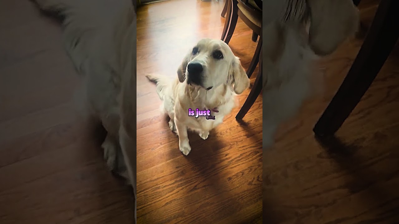 Is This Dog Actually a Skinwalker?