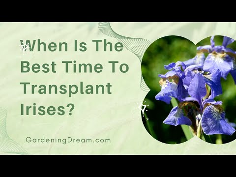 When Is The Best Time To Transplant Irises?