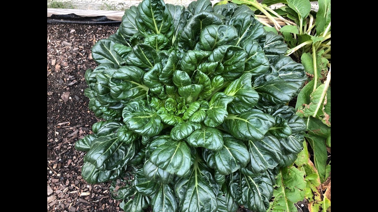 2019 Winter Garden Tour