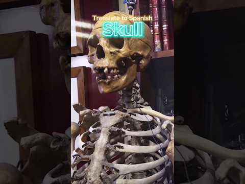 SKULL Definition to SPANISH | Medical