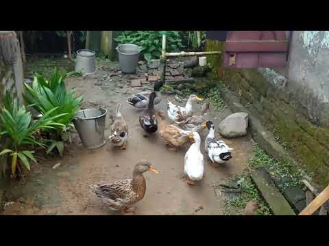 Indian runner duck for sale in Tezpur,contact number 8822311308