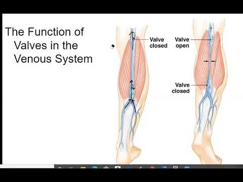Valves in the Veins