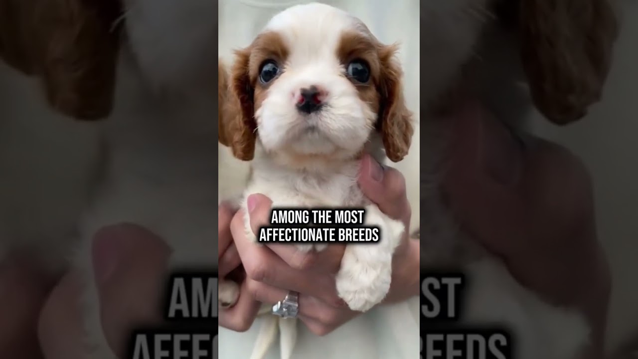 The 3 Most affectionate Dog Breeds 🥰 #goldenretriever #cavalierkingcharles #labrador