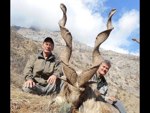 MARKHOR hunting is the best for conservation ! by Seladang
