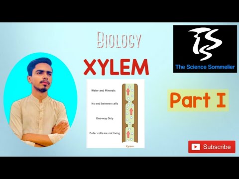 Transport of Water in Plant | Xylum | Part I | Botany | Biology | The Science Sommelier