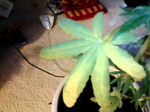 Day 31 multi-strain flowering