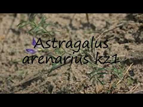 How to pronounce Astragalus arenarius kz1 in English?
