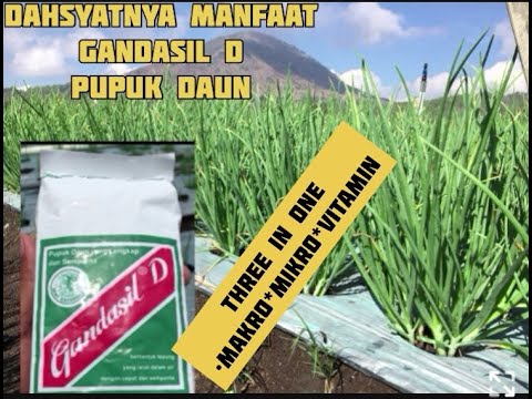 MANFAAT PUPUK GANDASIL D PADA TANAMAN III HIJAU SEGAR TAHAN DARI SERANGAN OPT