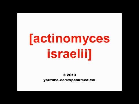 Pronounce Actinomyces israelii | SpeakMedical