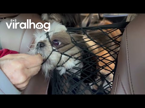 Shih Tzu Smushes Face Through Mesh Barrier for Treat || ViralHog