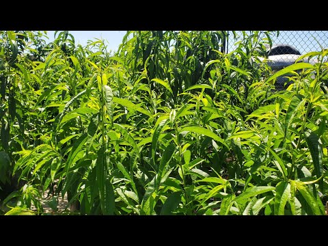 Growing Nectarines & Peaches