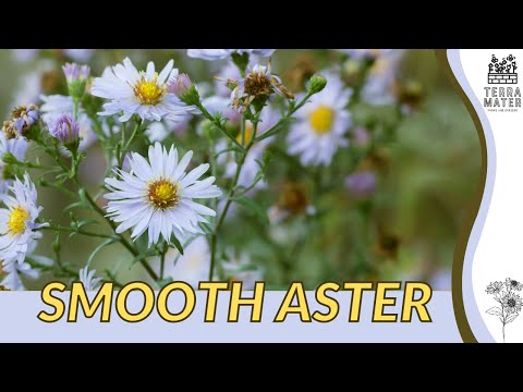 Introduction to SMOOTH ASTER: Plant Profile! (Aster laevis)