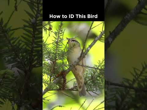Can you identify this songbird?