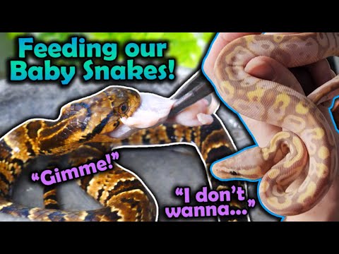 Feeding Baby Snakes their First Meals!