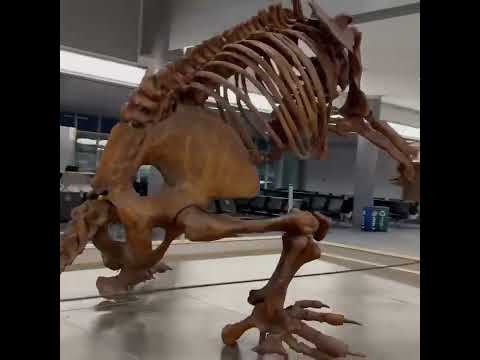 Better footage of the Jefferson’s Ground Sloth Skeleton at the CVG Airport