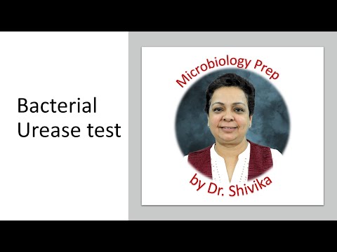 Urease test- Principle and urease positive bacteria