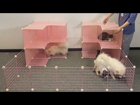 DIY Persian Siamese Munchkin Cat House - How To Make House For Pomeranian Pug Corgi Puppies | MR PET
