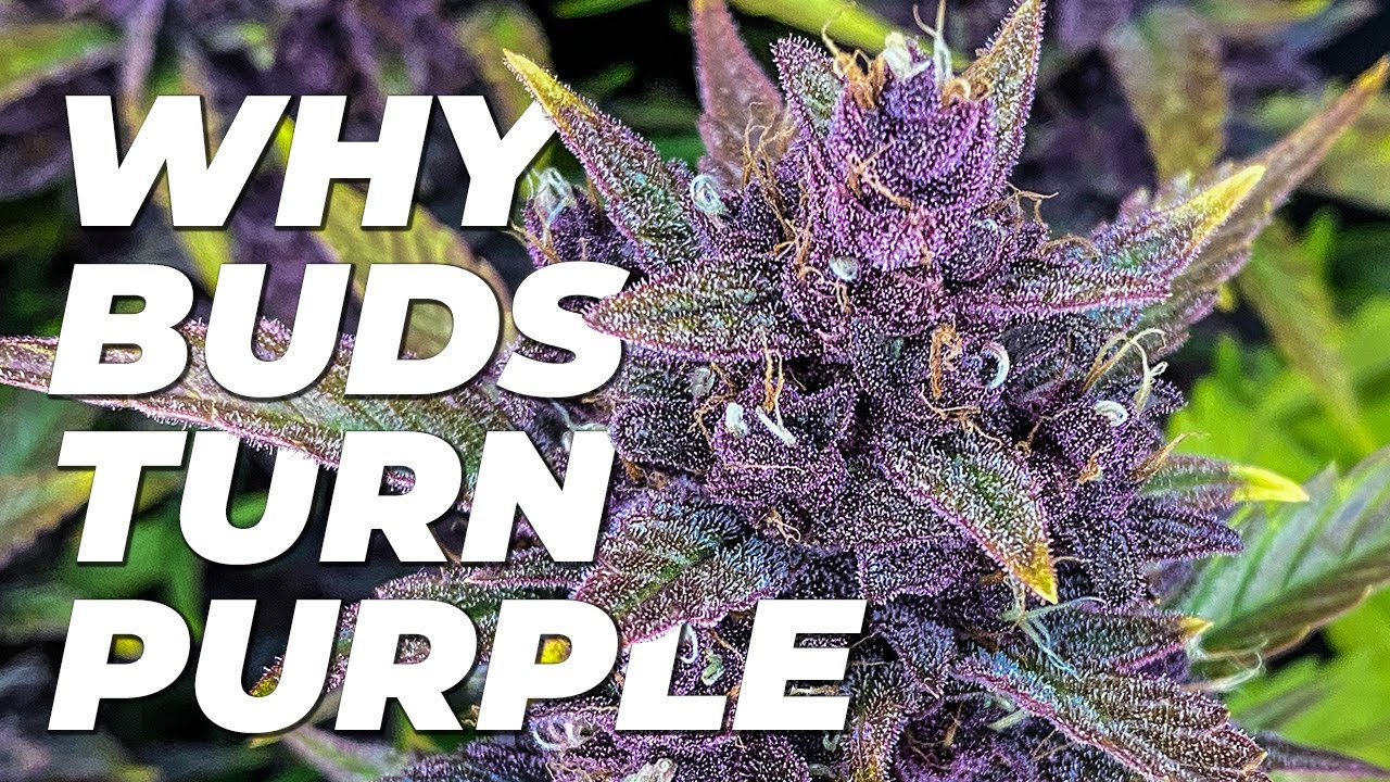 Why Flowers Turn Purple | Fast Buds Plant Inside