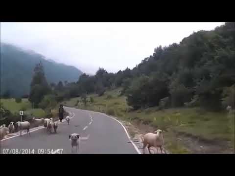 Sheep knows their Shepard