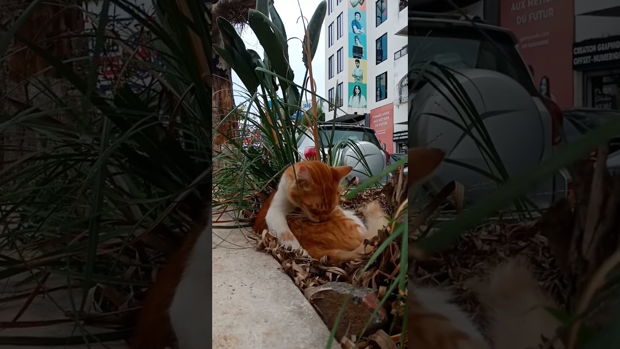 cat #pdf #cat #catvideos 🐈