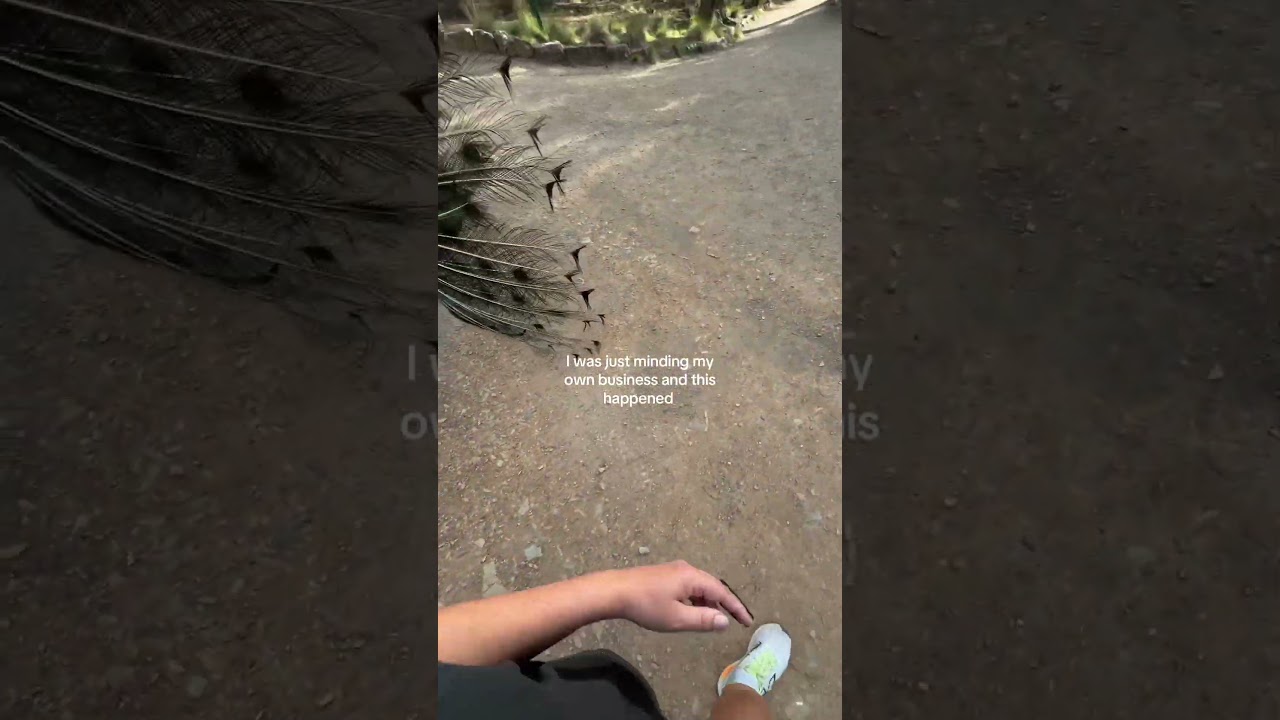 Tbh peacocks are kind of terrifying...🦚 #Peacock# Birds #Bird #BirdLife #Fails