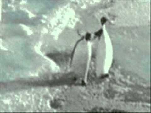 First Penguin Award | Leadership and Management / Turning Adversity to ...